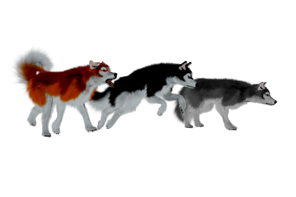 Dog Packs Explained - Bark Discover