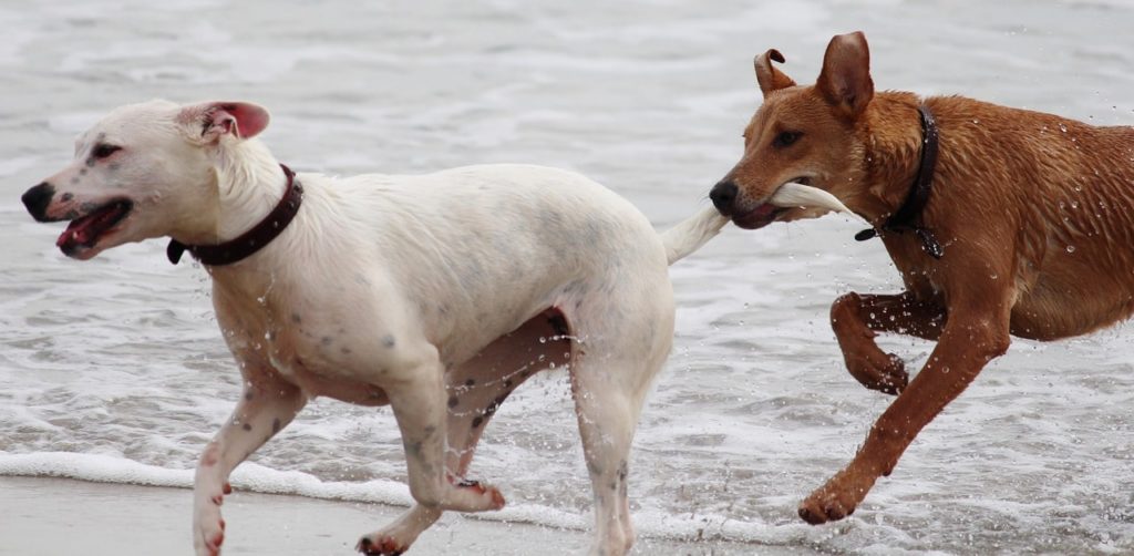 Ear Cropping And Tail Docking: Is It Worth It? - Bark Discover