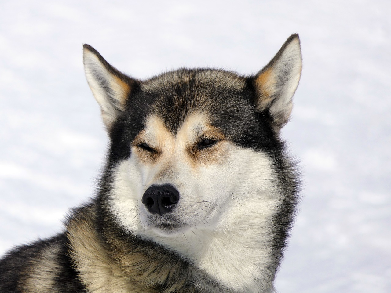 A Typical Day In The Life Of A Doctor’s Husky - Bark Discover